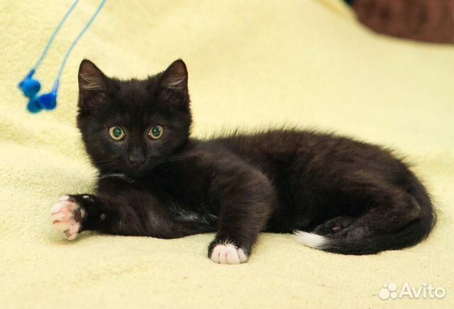 Ищет семью чудесная малышка, девочке 2 месяца