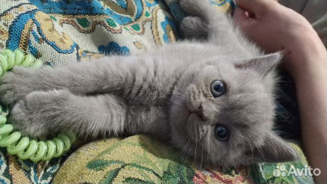 Шотландский Котёнок, готов к переезду. торг