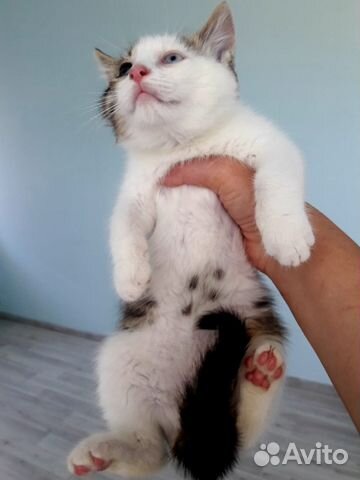 Котята метисы бенгала