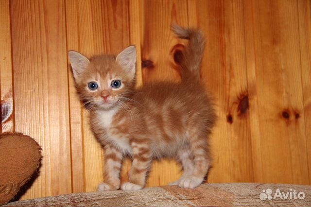 Рыжик с мраморным окрасом