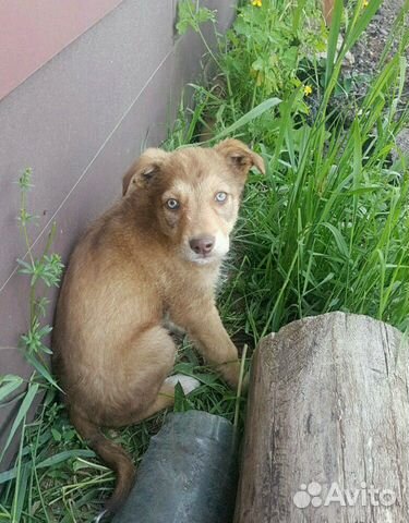 Голубоглазый щенок кобель