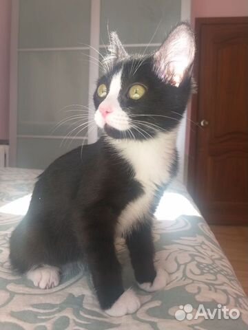 Котенок- девочка в добрые руки