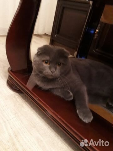 Кот в добрые руки