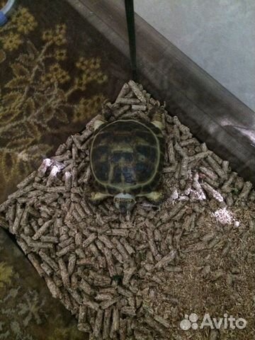 Отдам черепаху бесплатно