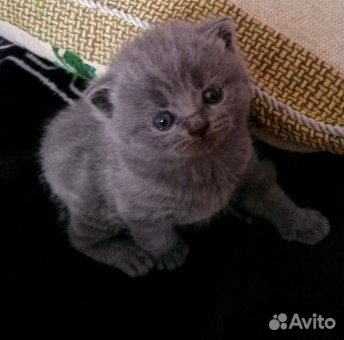 Шотландцы Скоттиш-Страйт