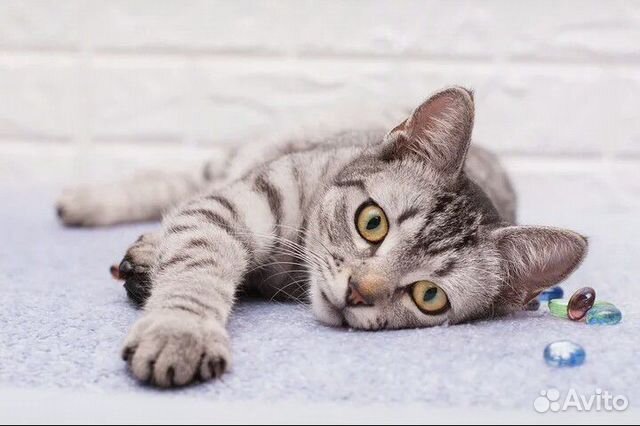 Киска окраса вискас ищет дом