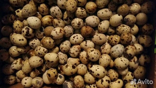 Перепелиное инкубационное яйцо техасского бройлера