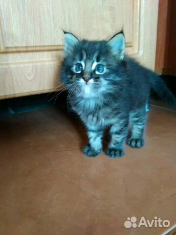 Отдам котенка