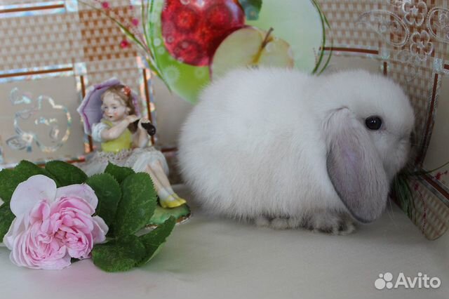 Карликовый декоративный кролик