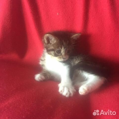 Тигровый котенок мальчик в хорошие руки
