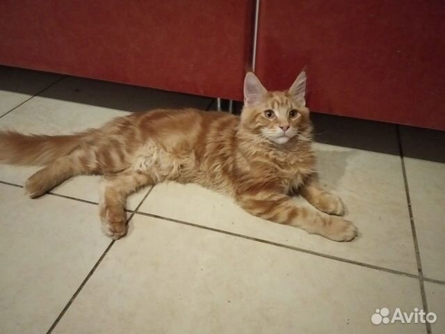 Кунята в надежный дом