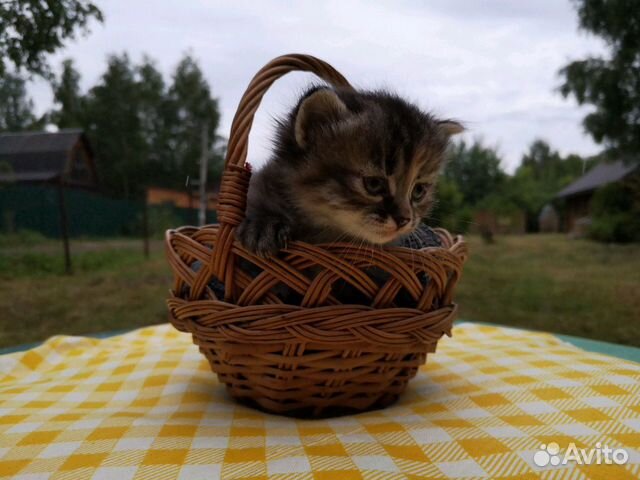 Котенок