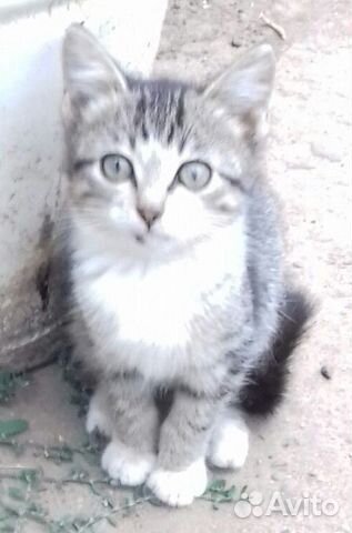 Котята с приданым