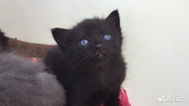 Чудесные красивые котята