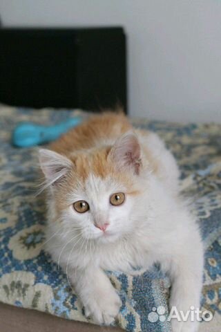 Котёнок