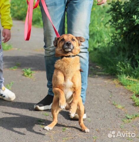 Милый Фантик 3 года 30 см 6-7 кг