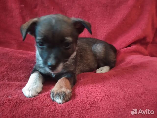 От маленкой собачки,дев 1,5 мес,800грамм