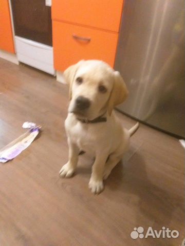 Лабрадор Потерялся