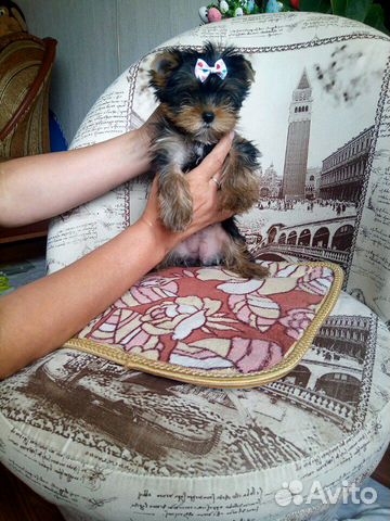 Йоркширский терьер