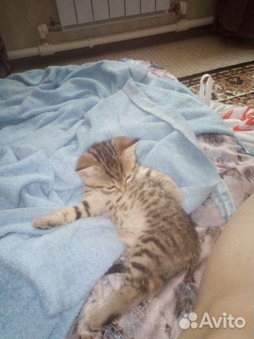 Котик шотландец