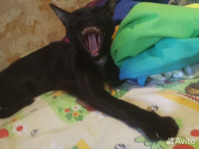 Две Ночные Фурии