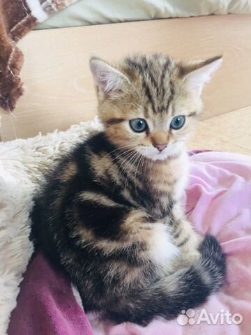 Британские красавцы