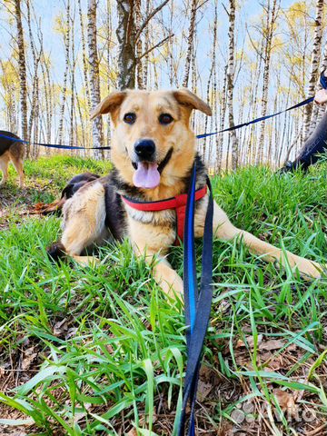 Собака Шелли в добрые руки