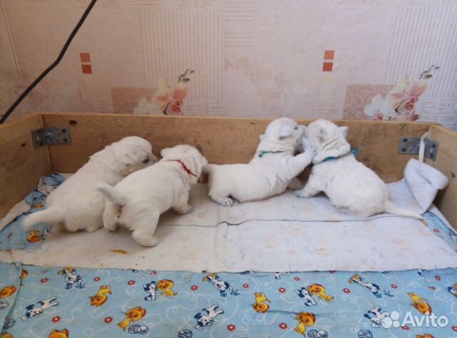 Продаются щенки-вестики (Вест-хайленд-уайт терьер)