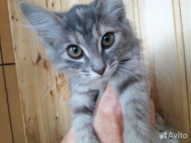 Котенок девочка, 3 месяца, 3х цветная