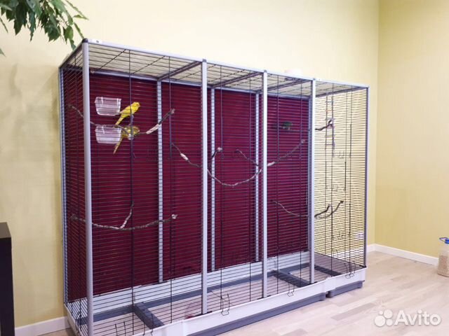 Продам попугаев какариков с клеткой