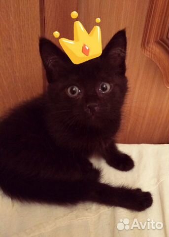 Котенок в в добрые руки