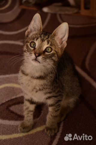 Макс 2,5 мес