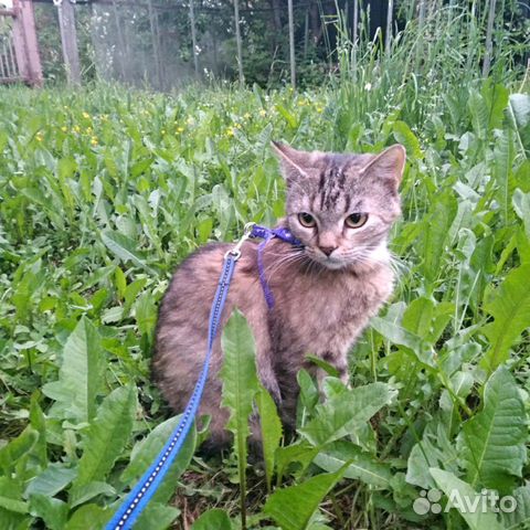 Кошечка Фифа