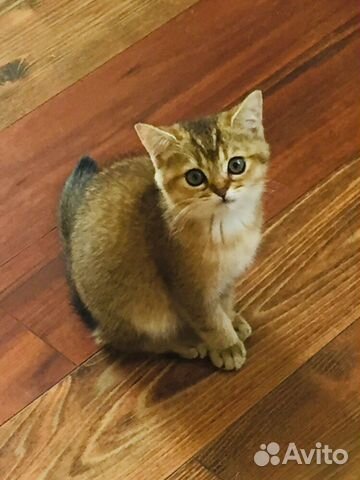 Британские красавцы