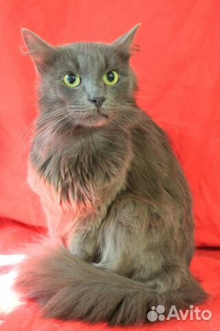 Британская