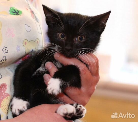 Котенок Марфуша в добрые руки
