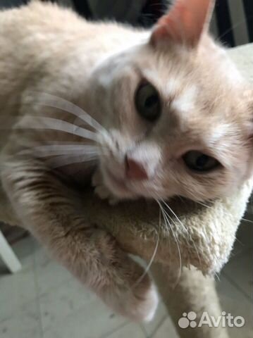 Зеленоглазая колдунья Адель)