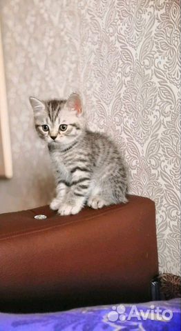 Шотландский котенок