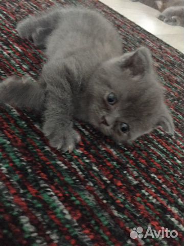 Британские котята