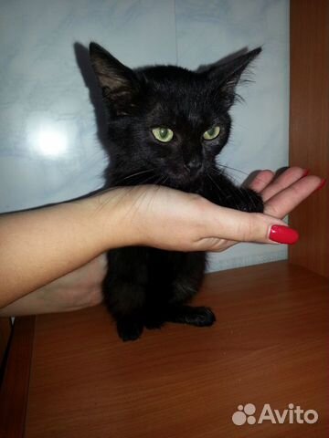 Котенок девочка Ника 2.5 месяца