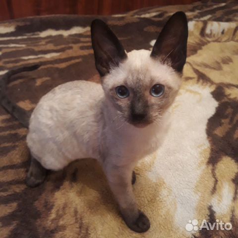 Чистокровный тайский котик