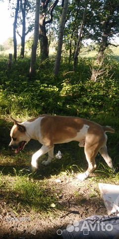 Стаффордширдцкий терьер вязка