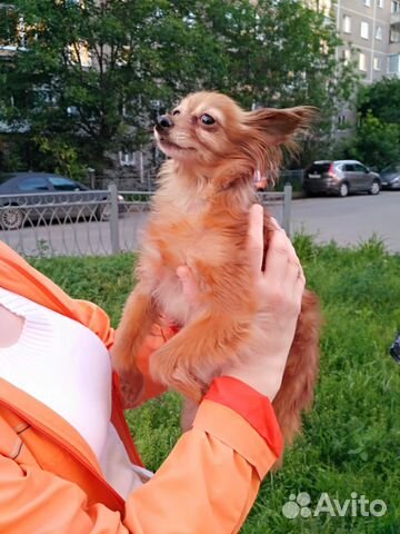 Тойчик длинношёрстный