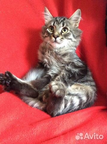 Сибирский кот