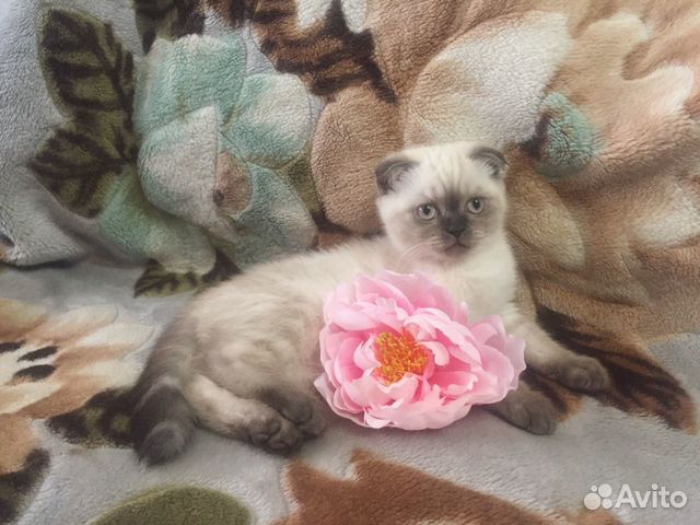 Котёнок девочка шотландская Фолд