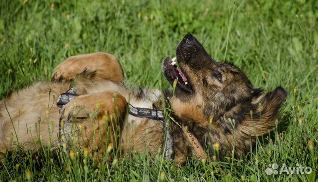 Собака в добрые руки