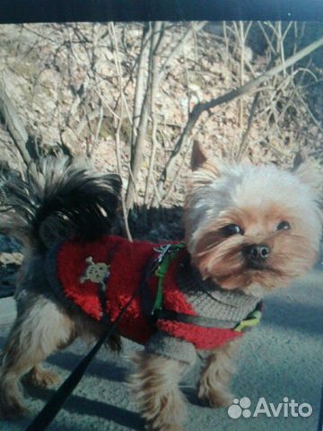 Мальчик по кличке Мартин,предлагает лапу и сердце