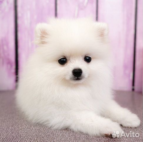 Померанский шпиц