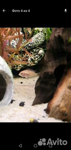 Цихлазома альбинос