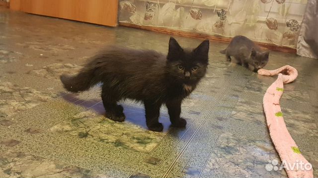 Котенок сибирячка метис